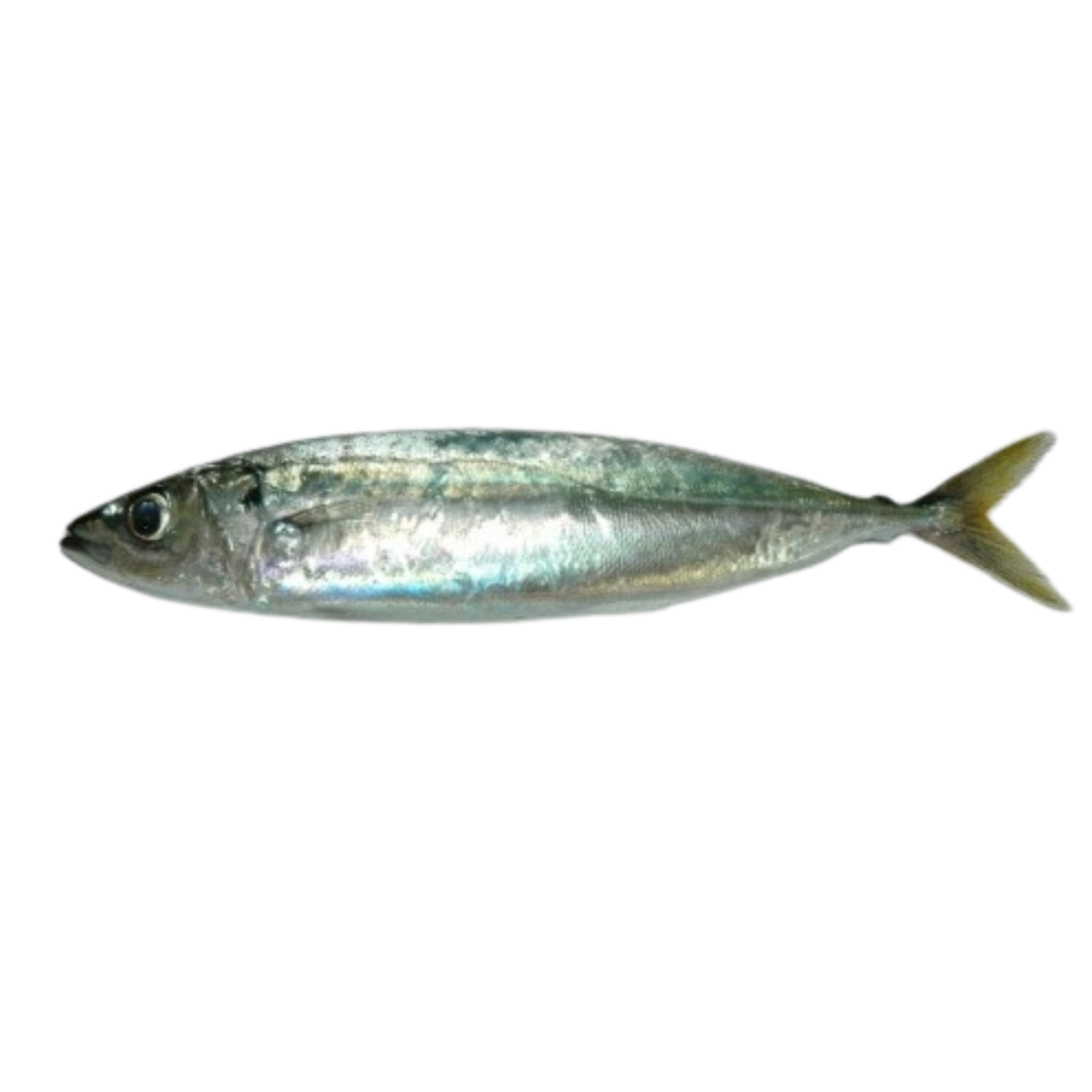 Indofishsupplier - Fish Supplier and Exporter