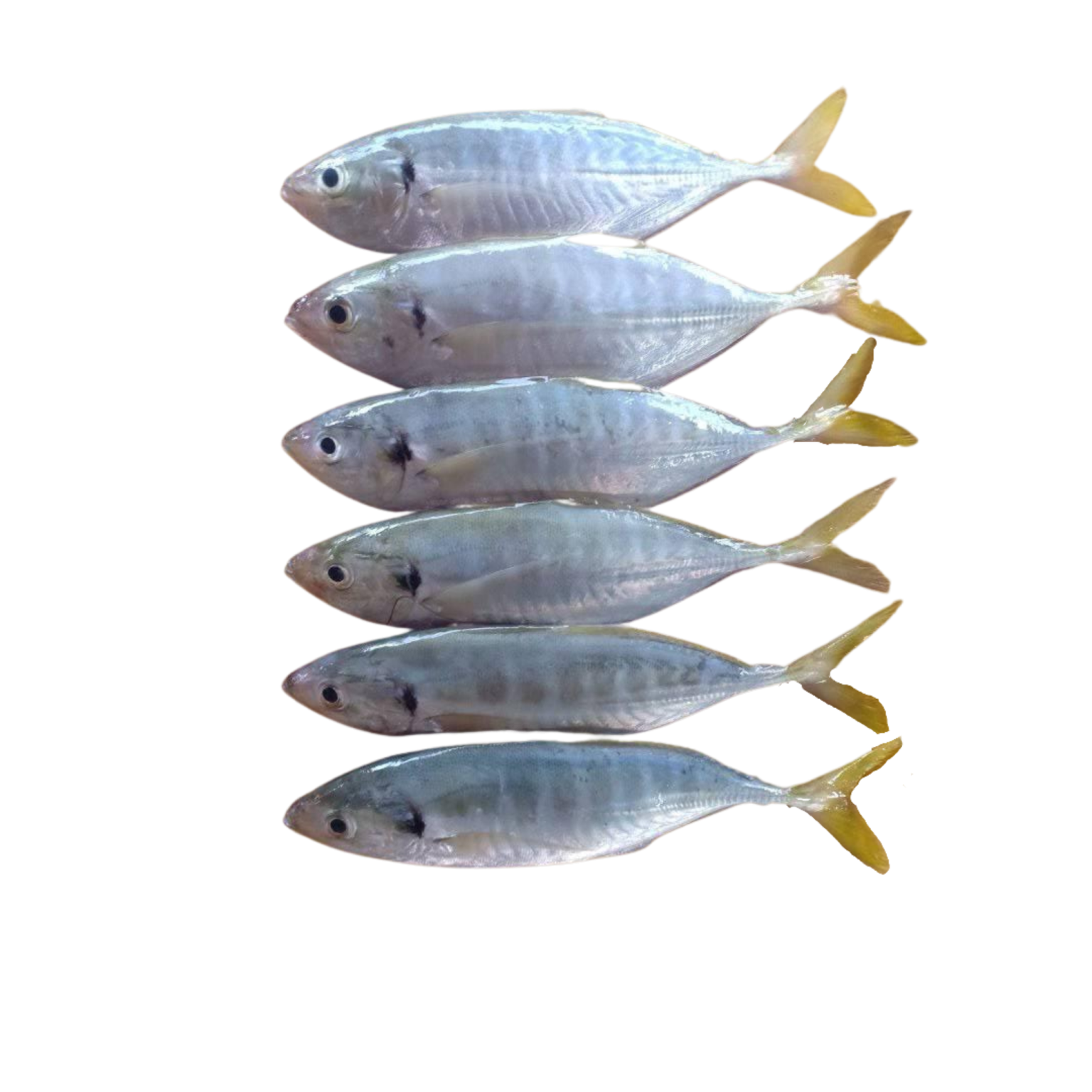 Indofishsupplier - Fish Supplier and Exporter