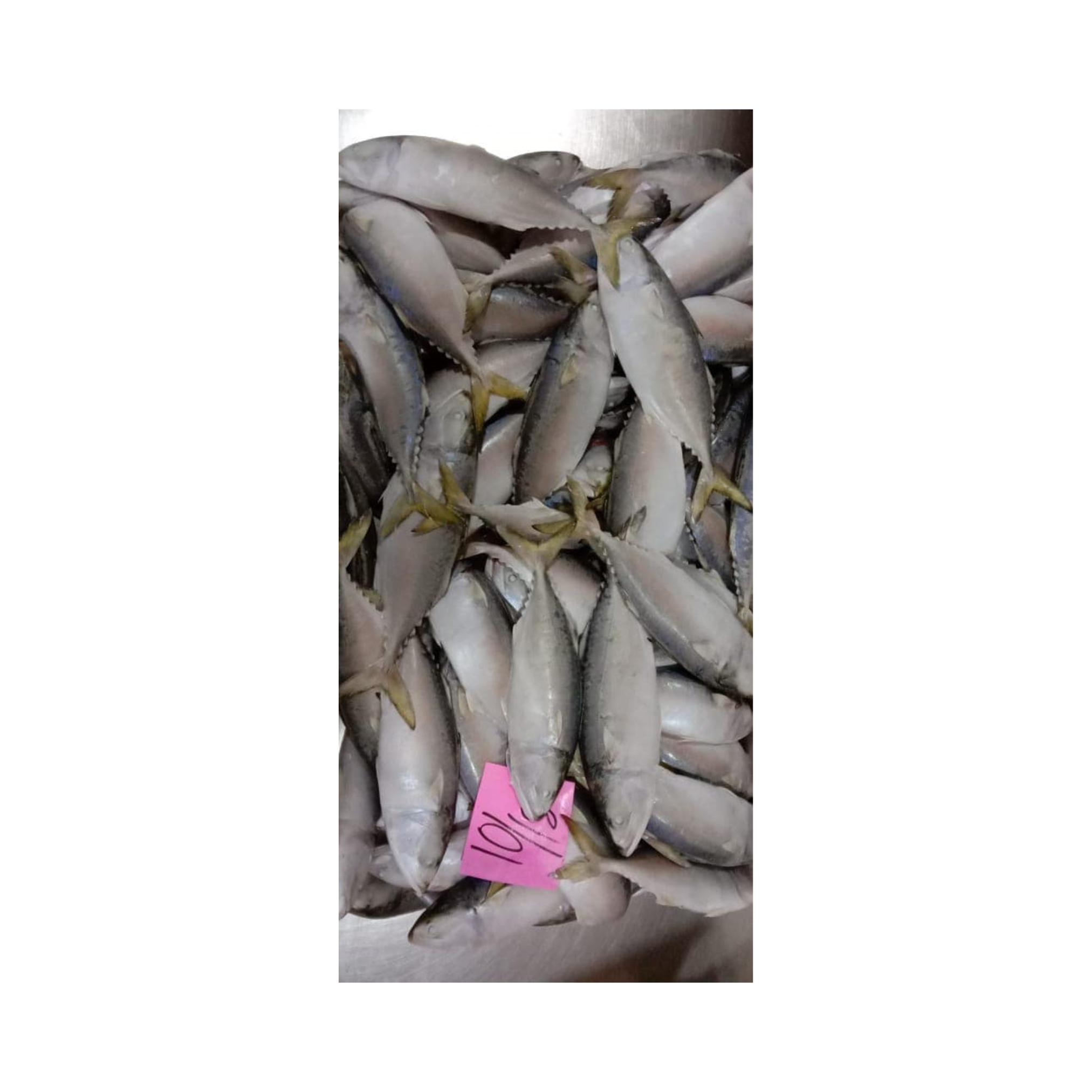 Indofishsupplier - Fish Supplier and Exporter