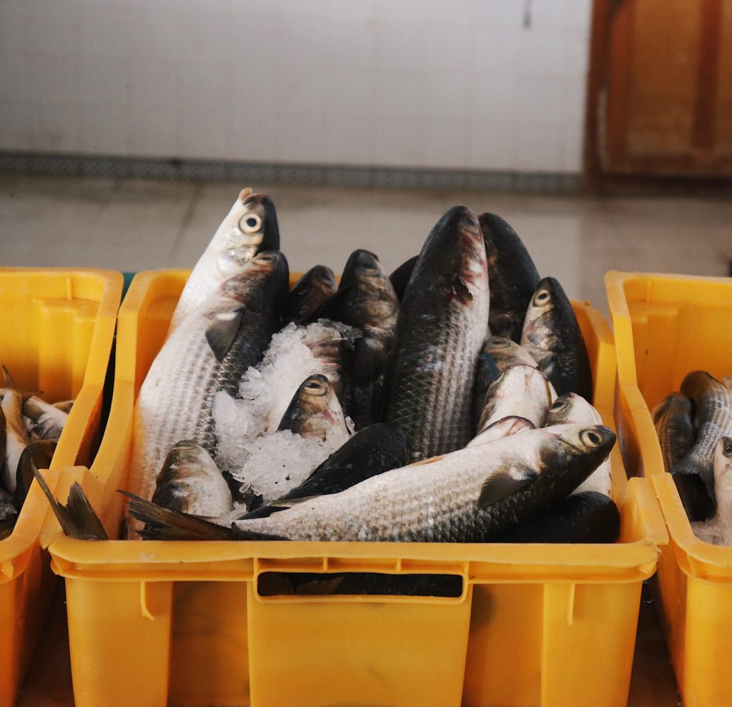 Indofishsupplier - Fish Supplier and Exporter